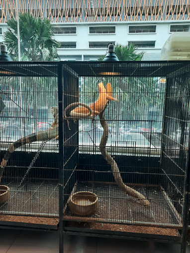 ExoReptiles Malaysia | Lucas Map